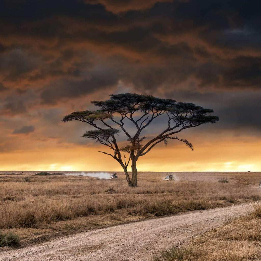Acacia Wall Art | Prints, Framed Prints And Multi Panel Art