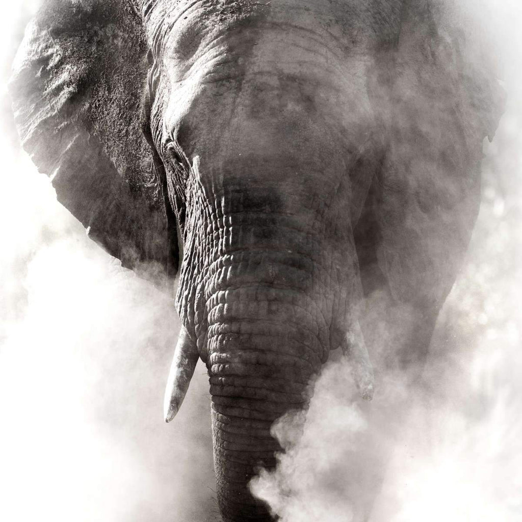 African Elephant Wall Art | Prints, Framed Prints And Multi Panel Art