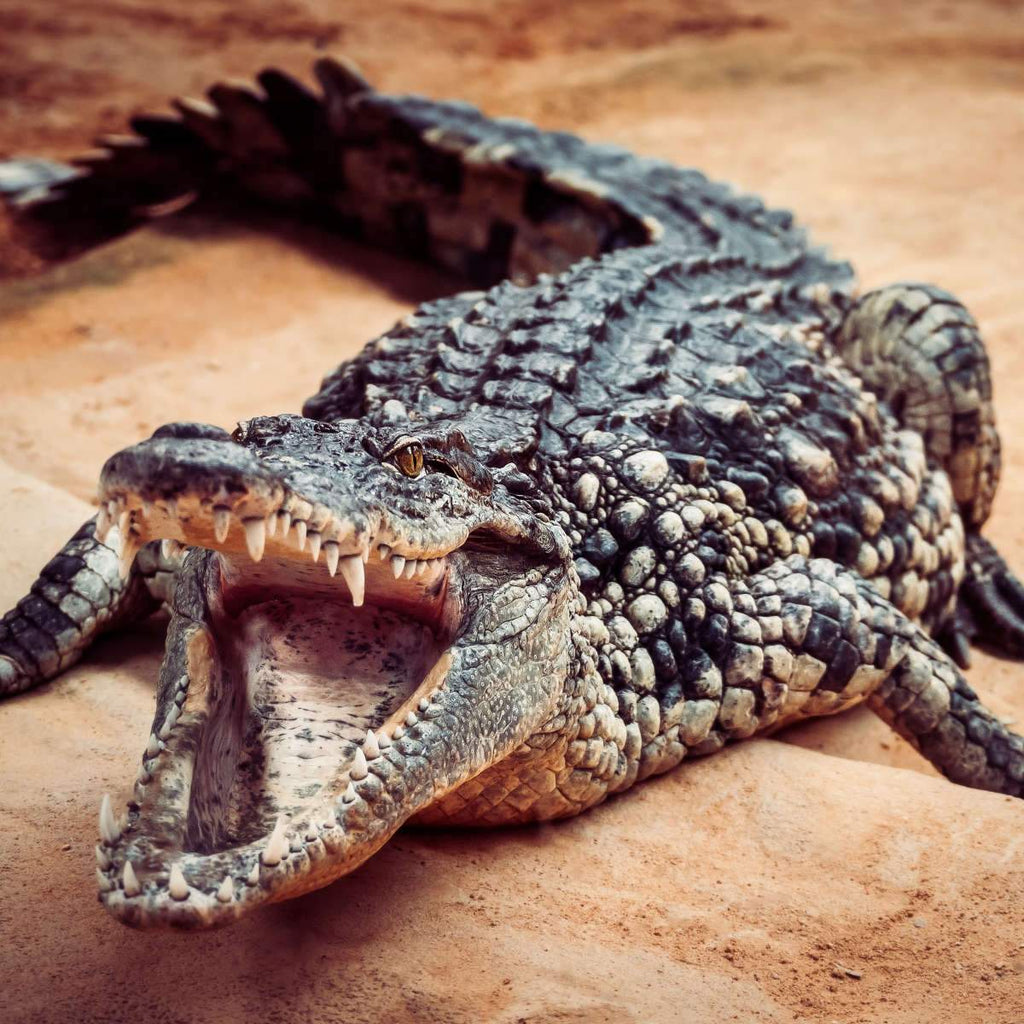 Alligator Wall Art | Prints, Framed Prints And Multi Panel Art