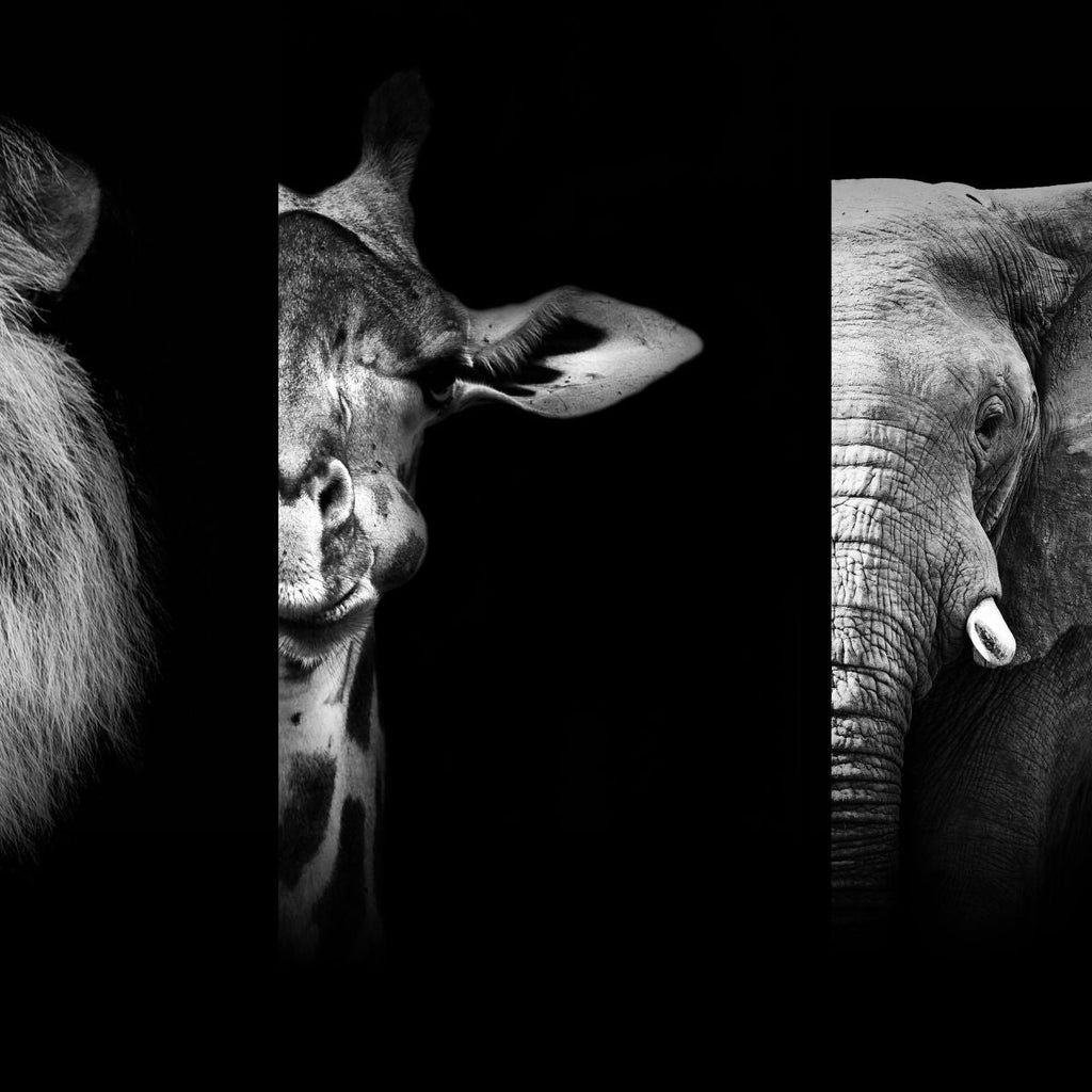 Animal Head Wall Art | Prints, Framed Prints And Multi Panel Art