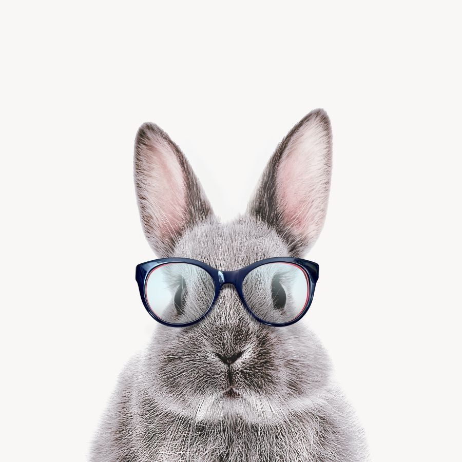 Bunny Wearing Glasses