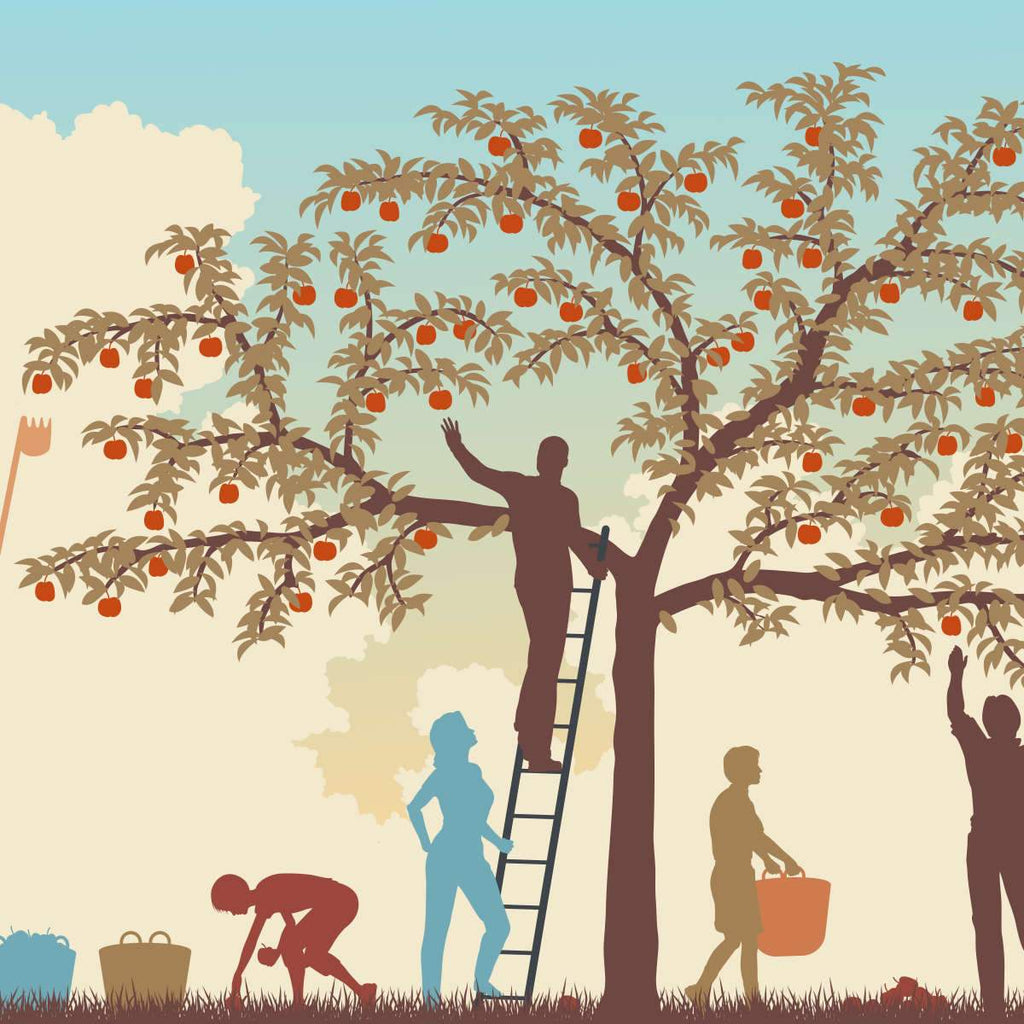 Apple Tree Wall Art | Prints, Framed Prints And Multi Panel Art