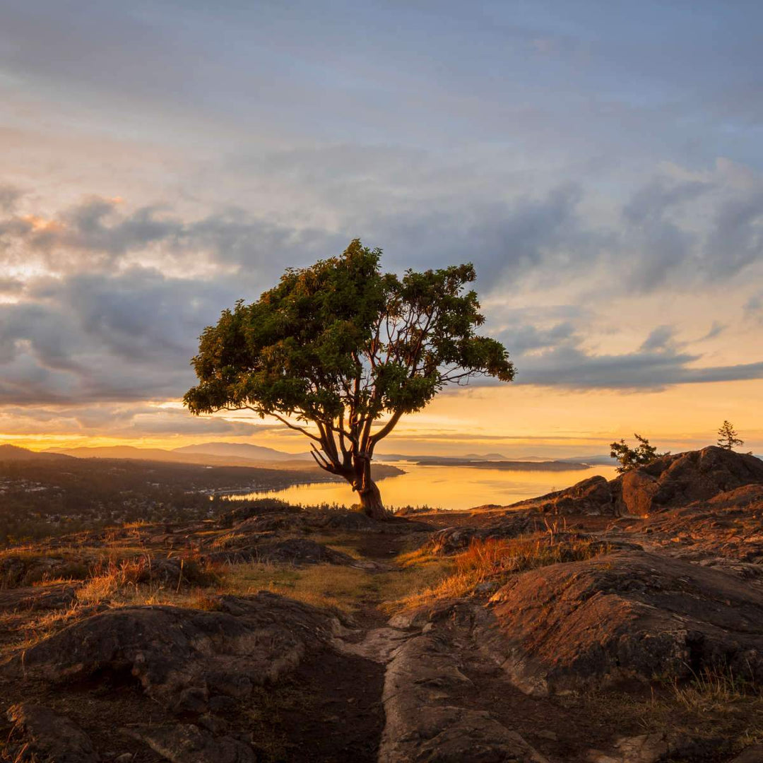 Beautiful Scenery Wall art | Elephant Stock