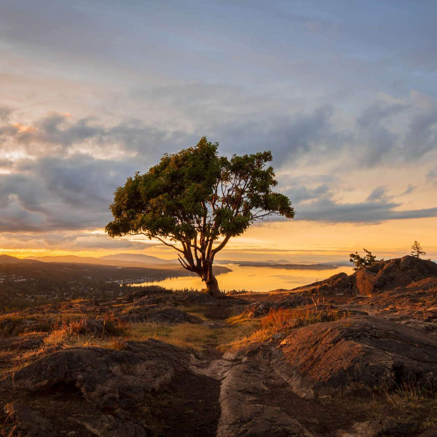 Rumbo A Tenochtitlan Wall art by Charles Harker | Elephant Stock