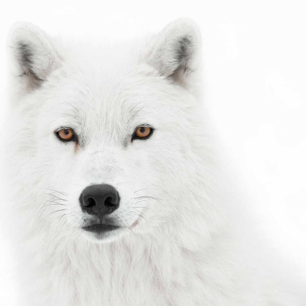 Arctic Wolf Wall Art | Prints, Framed Prints And Multi Panel Art