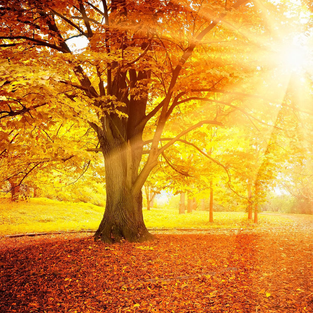 Autumn Leaves Wall Art | Prints, Framed Prints And Multi Panel Art