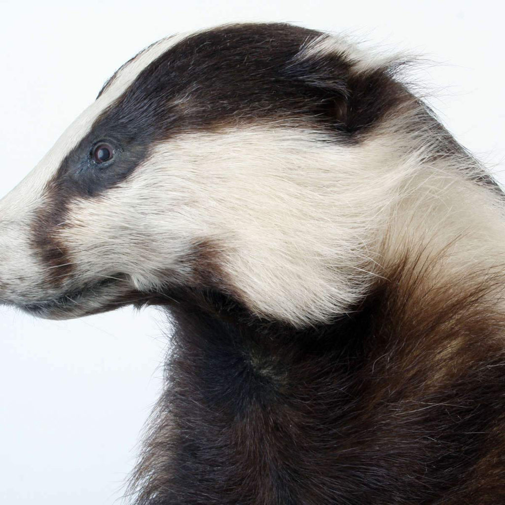 Badger Wall Art | Prints, Framed Prints And Multi Panel Art