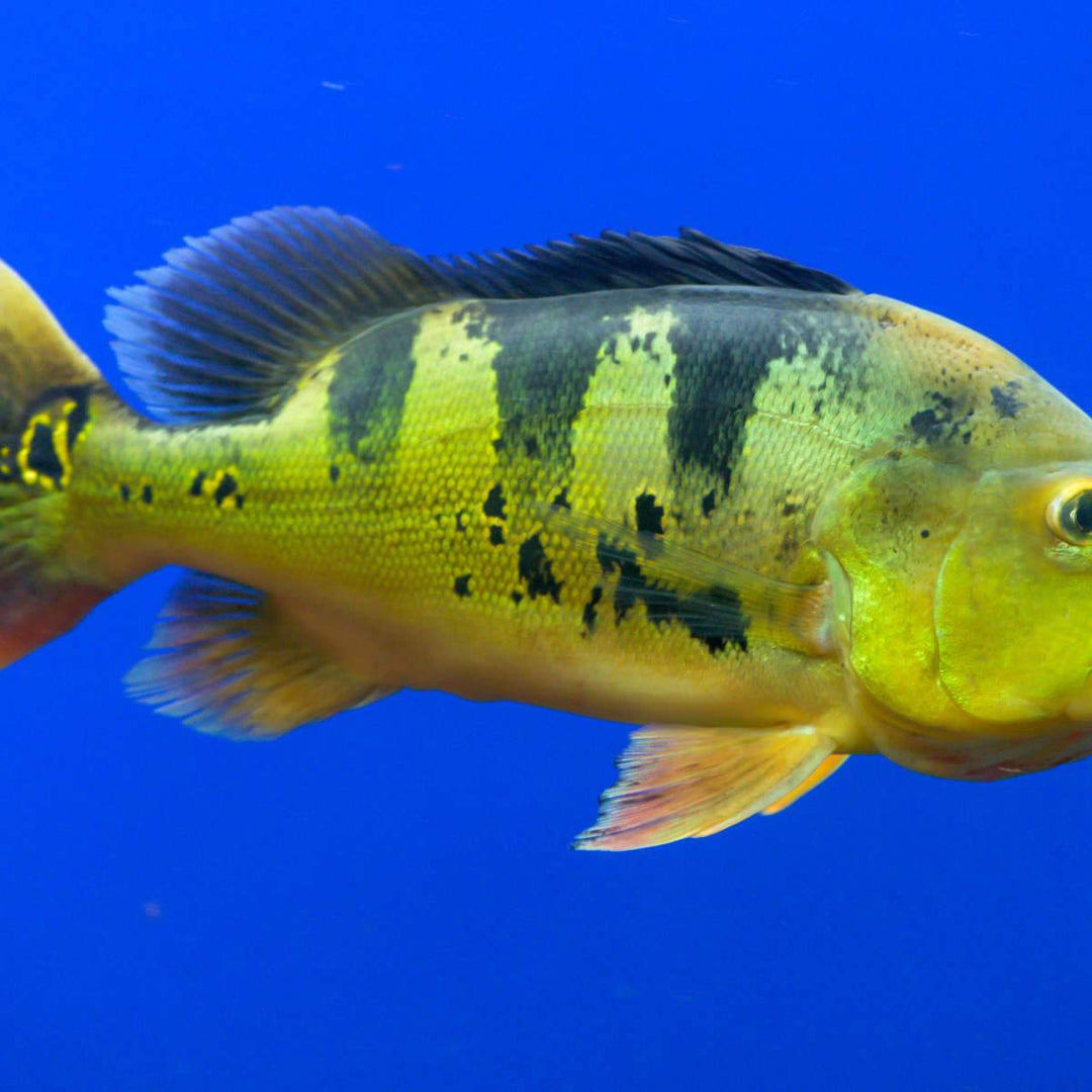 Sea Bass Wall art by Sherman Foote Denton | Elephant Stock