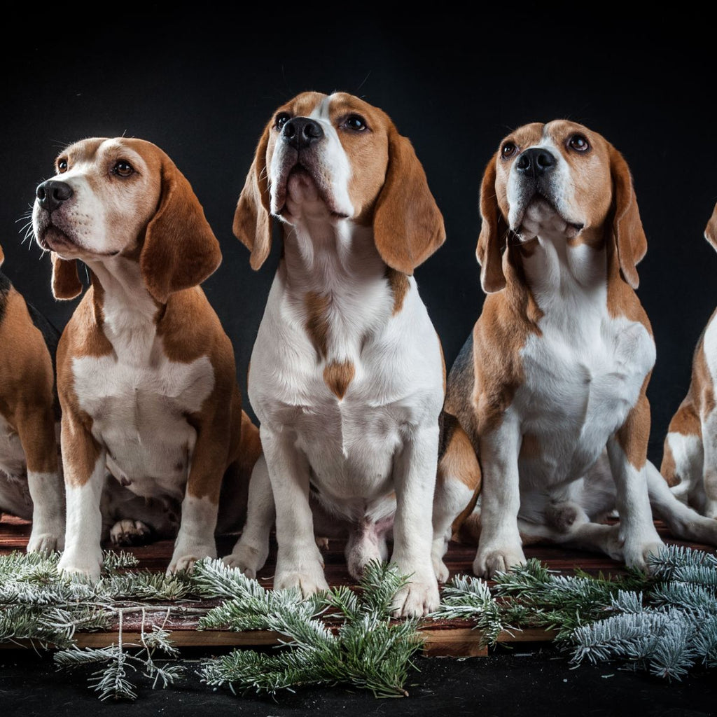 Beagle Wall Art | Prints, Framed Prints And Multi Panel Art