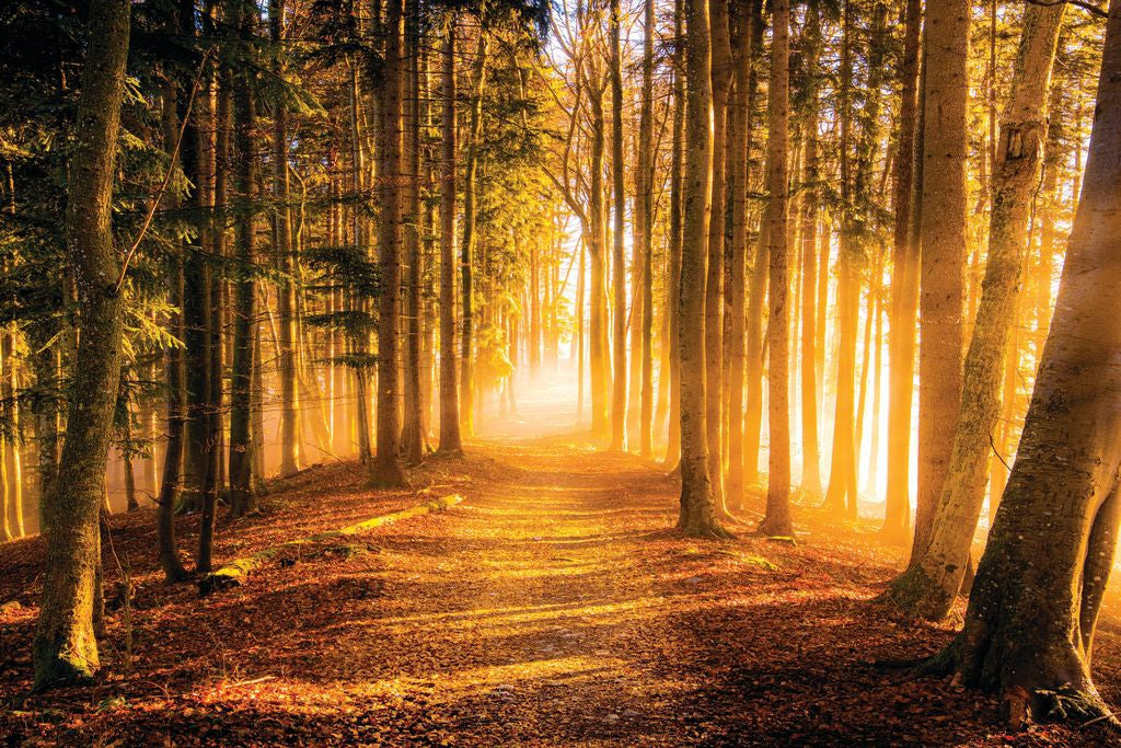 Beautiful Pathways Wallpapers