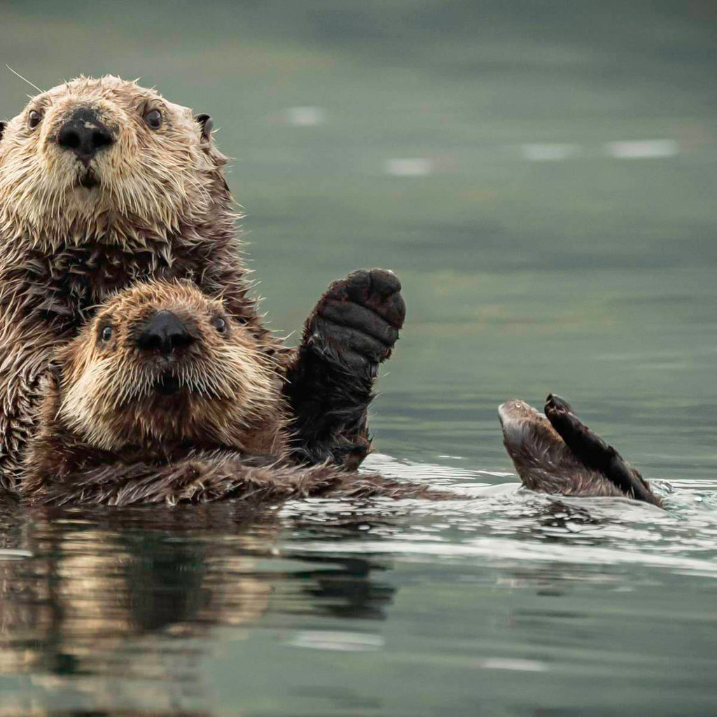 Beaver Wall Art | Prints, Framed Prints And Multi Panel Art