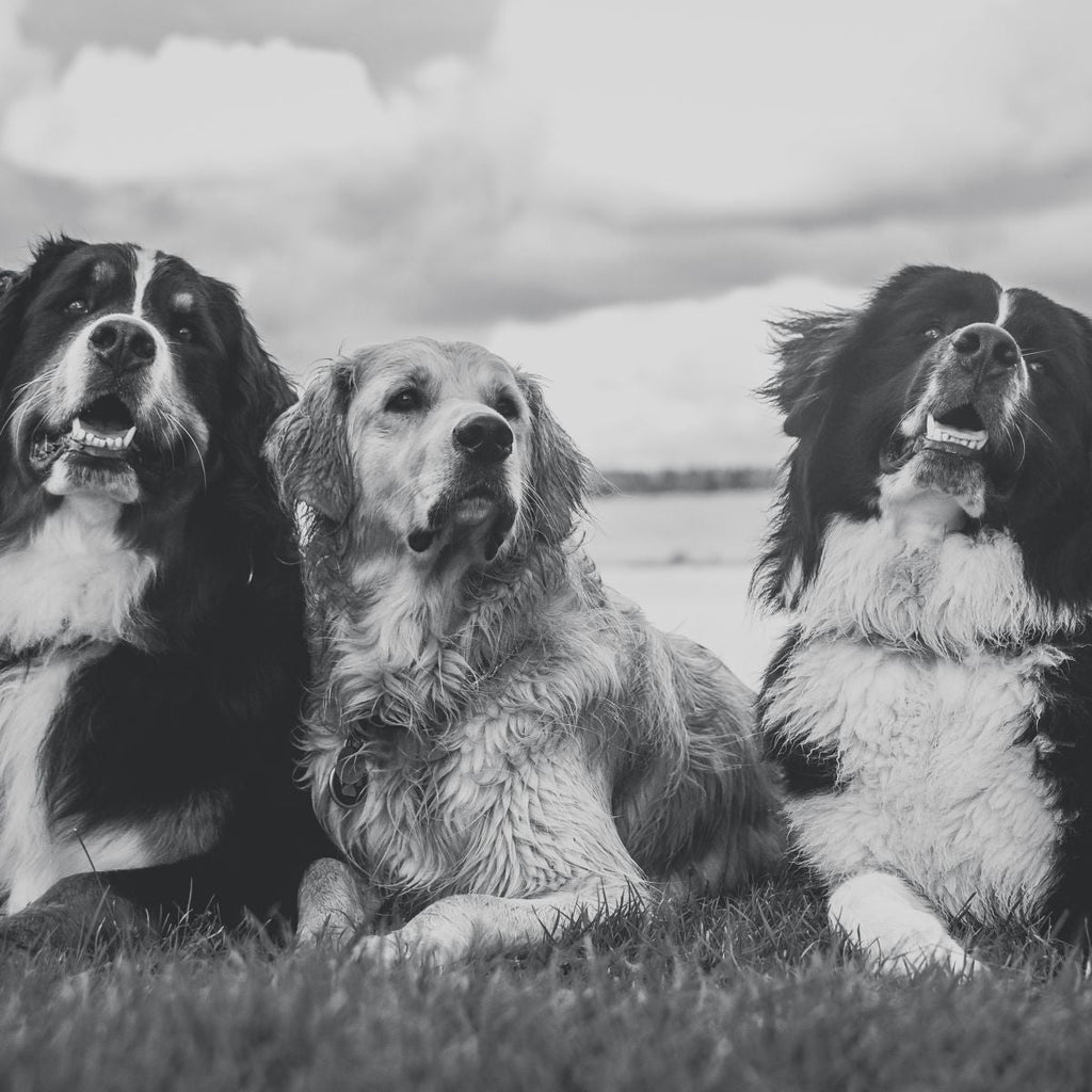 Bernese Mountain Dog Wall Art | Prints, Framed Prints And Multi Panel Art