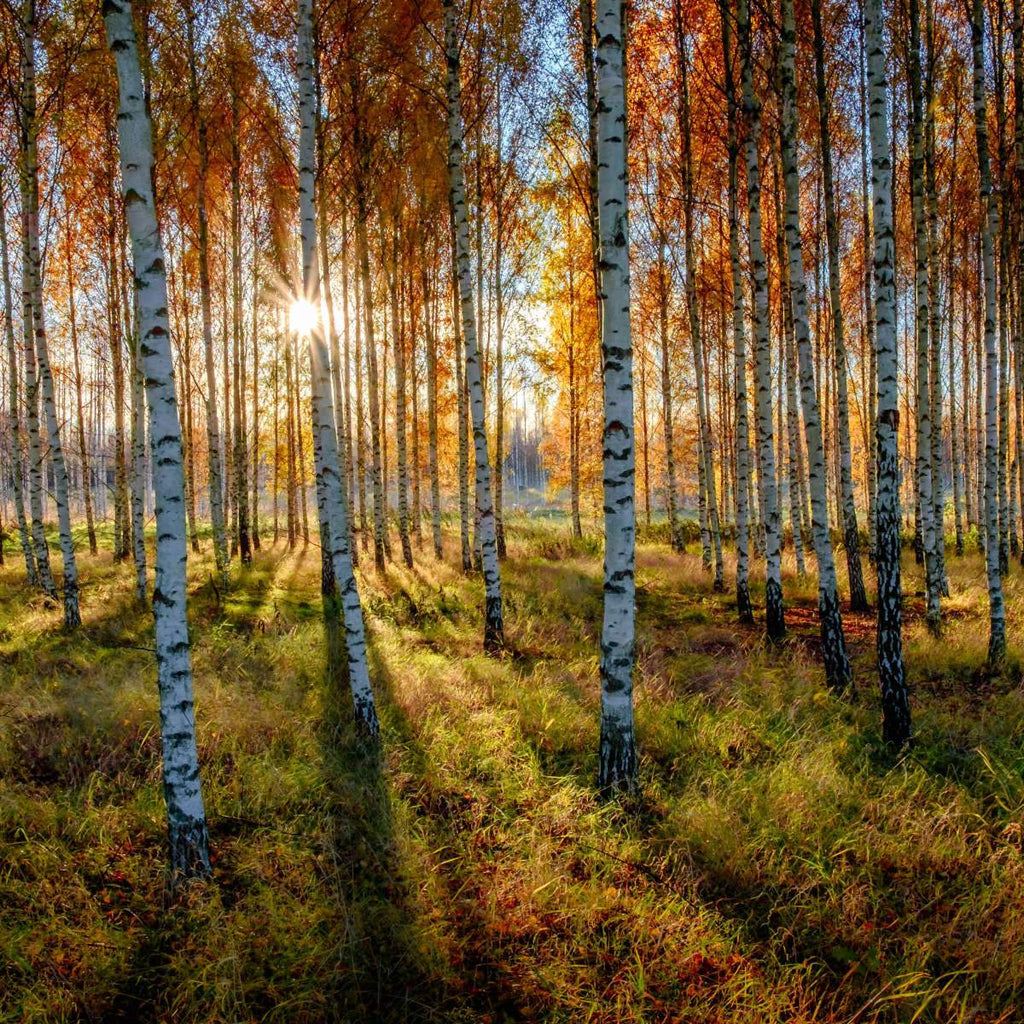 Birch Forest Wall Art | Prints, Framed Prints And Multi Panel Art