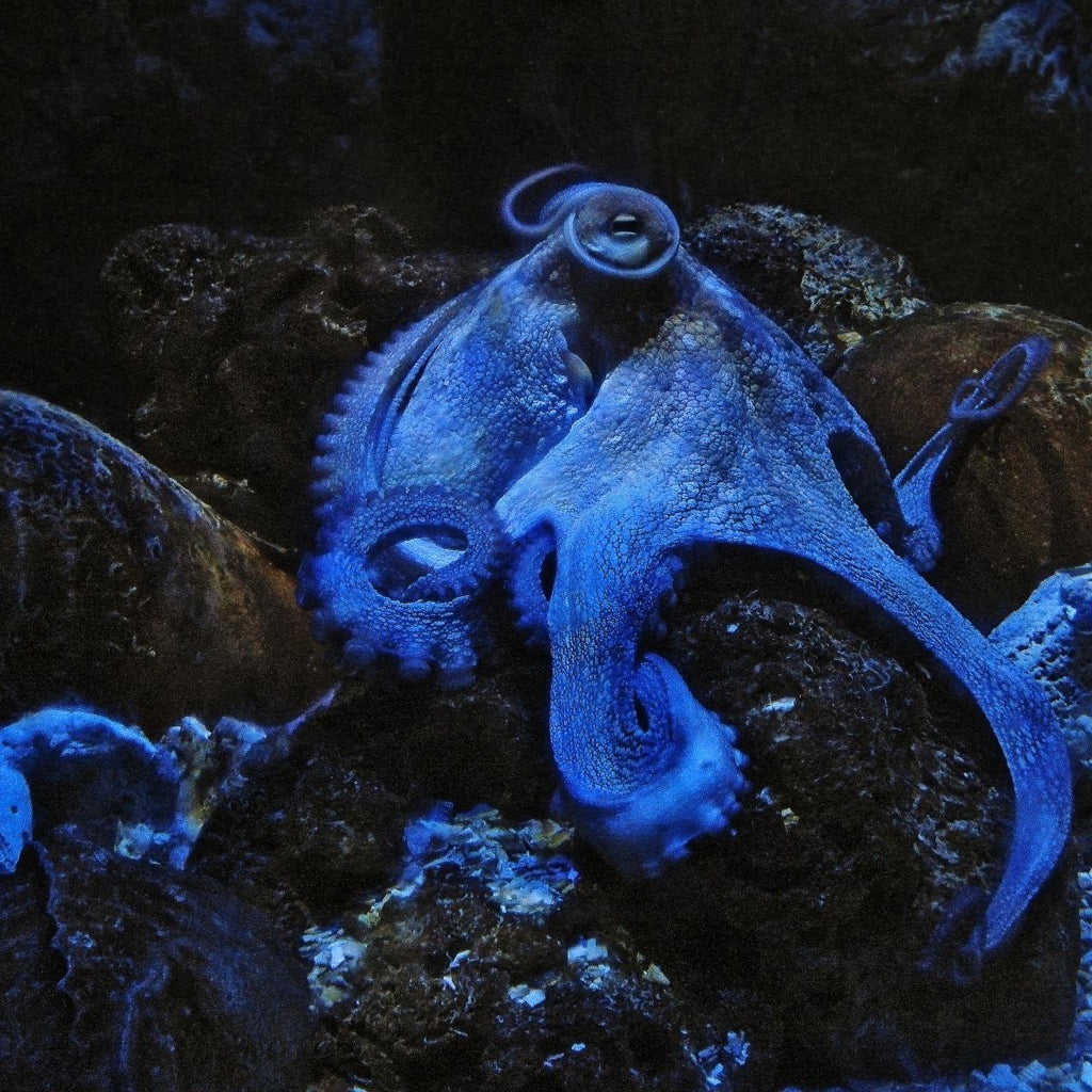 Blue Octopus Wall Art | Prints, Framed Prints And Multi Panel Art