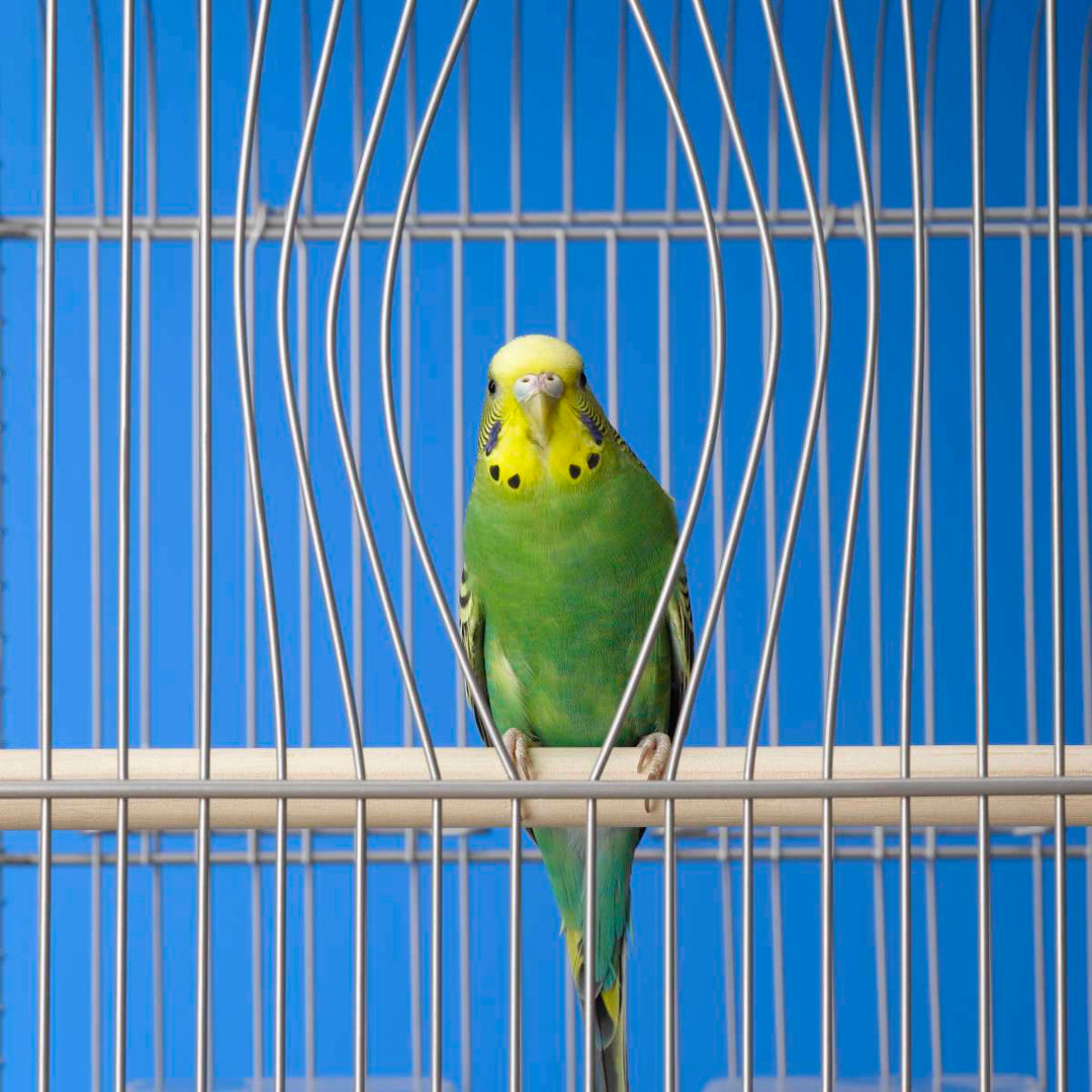 De Rode Ara Wall art | Elephant Stock