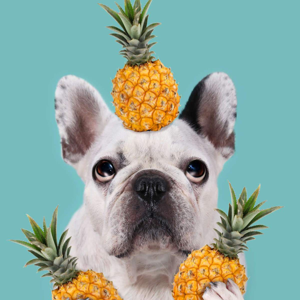 Bulldog Wall Art | Prints, Framed Prints And Multi Panel Art