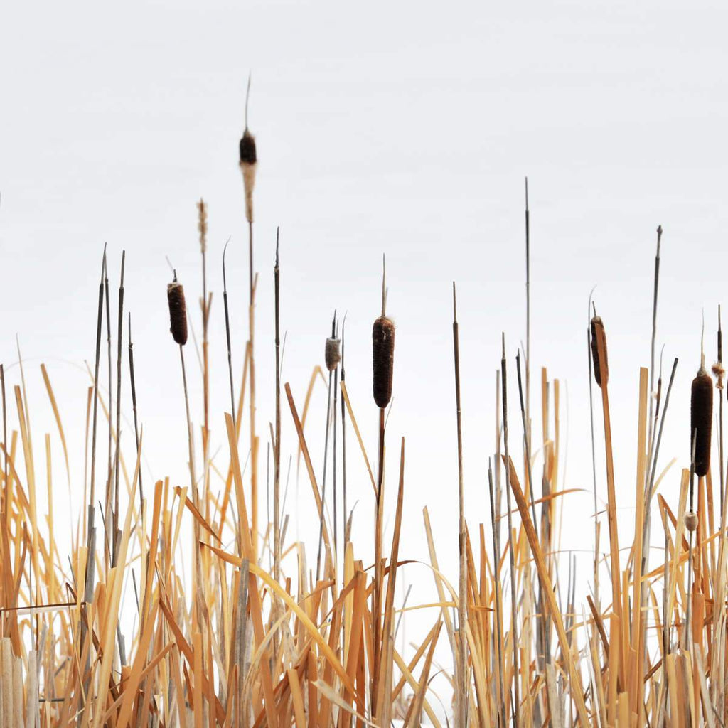 Cattail Wall Art | Prints, Framed Prints And Multi Panel Art