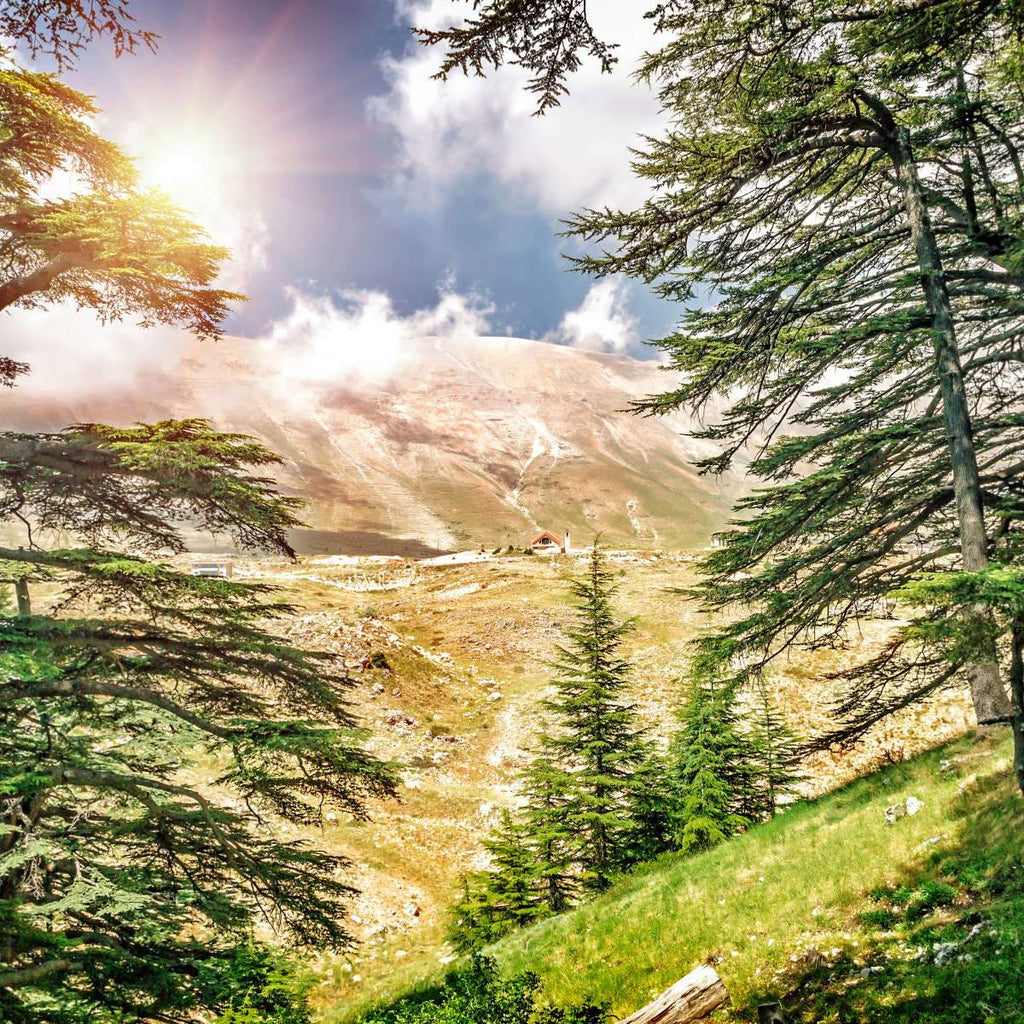 Cedar Forest Wall Art | Prints, Framed Prints And Multi Panel Art
