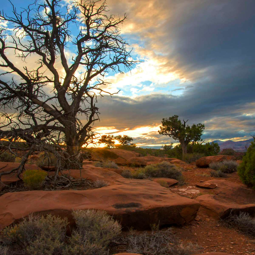 Cedar Tree Wall Art | Prints, Framed Prints And Multi Panel Art