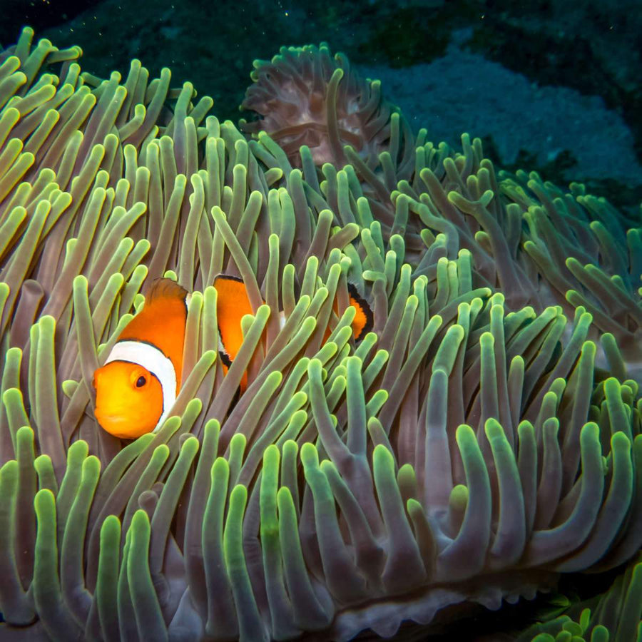 Frowning Fish Wall art by Tim Nyberg | Elephant Stock