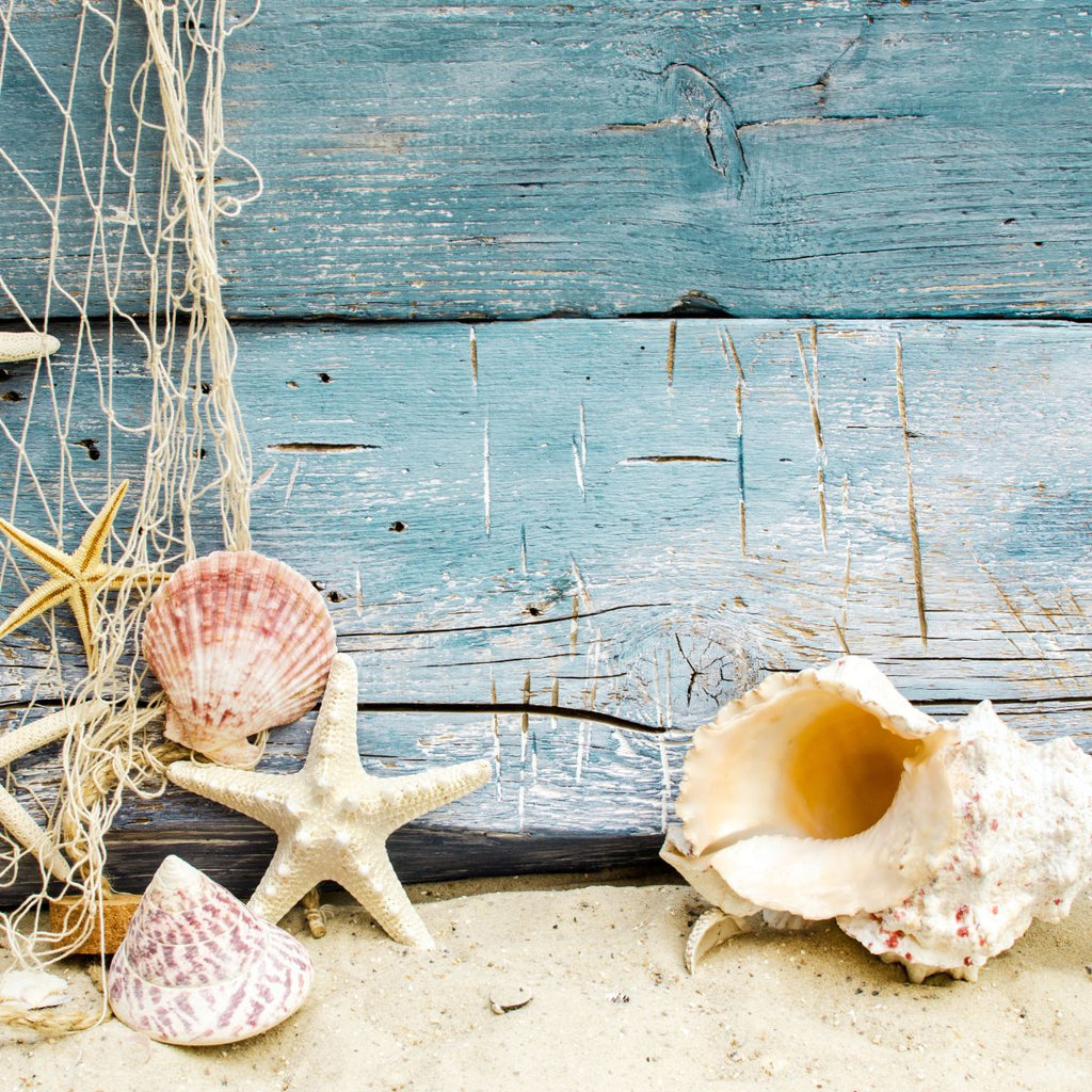 Conch Shell Wall Art | Prints, Framed Prints And Multi Panel Art