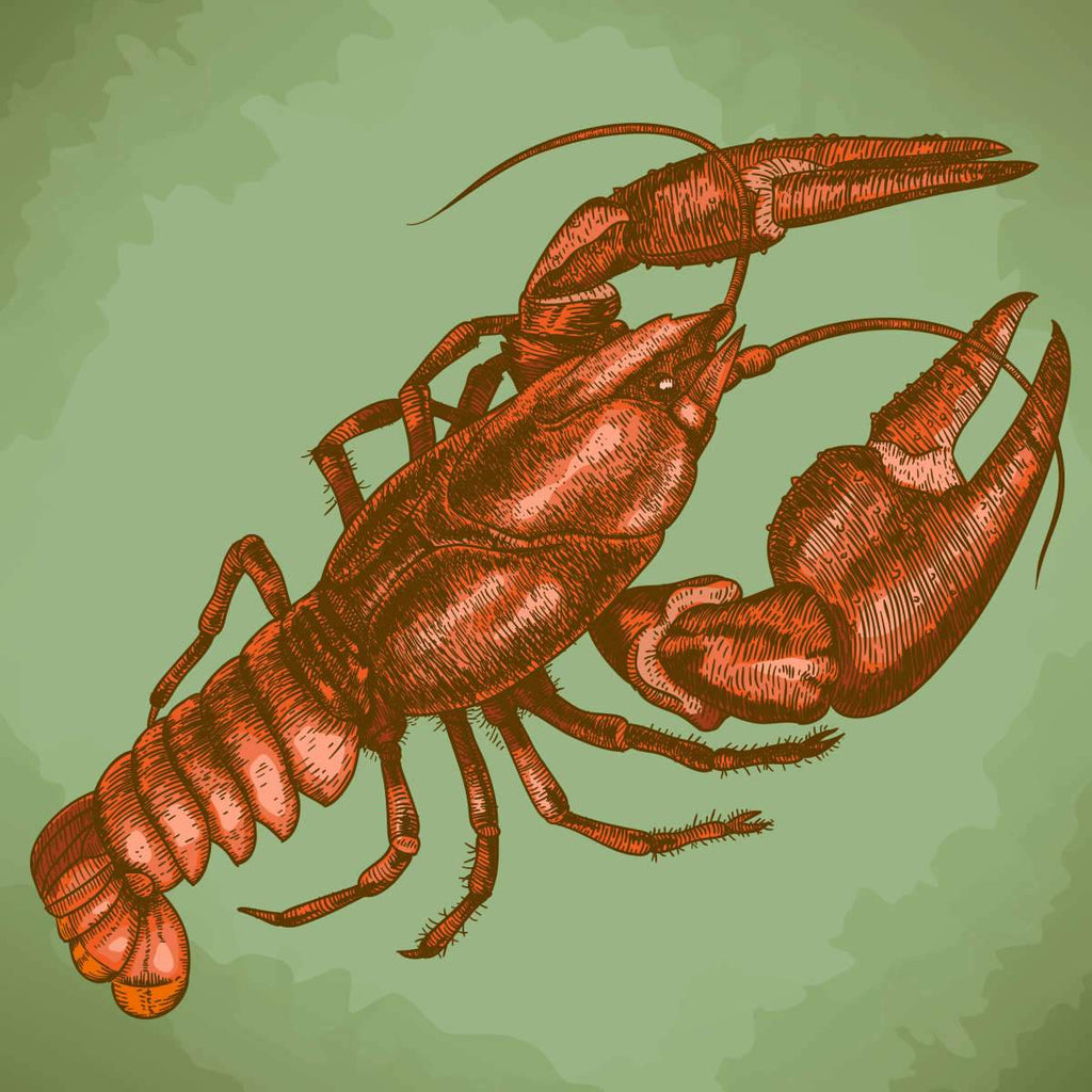 Crayfish Wall Art | Prints, Framed Prints And Multi Panel Art