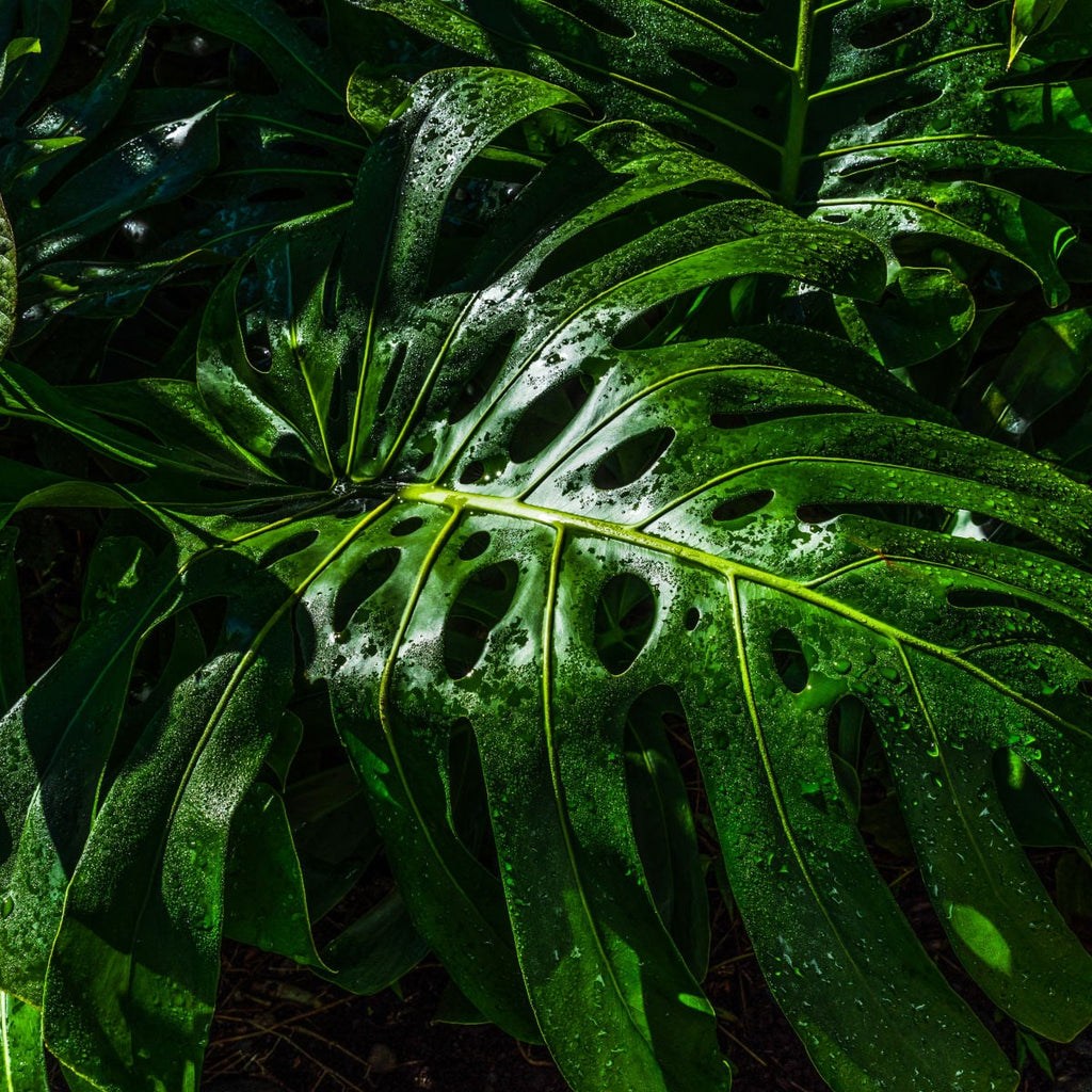 Dark Green Wall Art | Prints, Framed Prints And Multi Panel Art