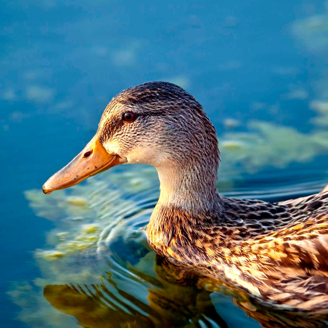 The Lone Hunter Wall art by Jai Johnson | Elephant Stock