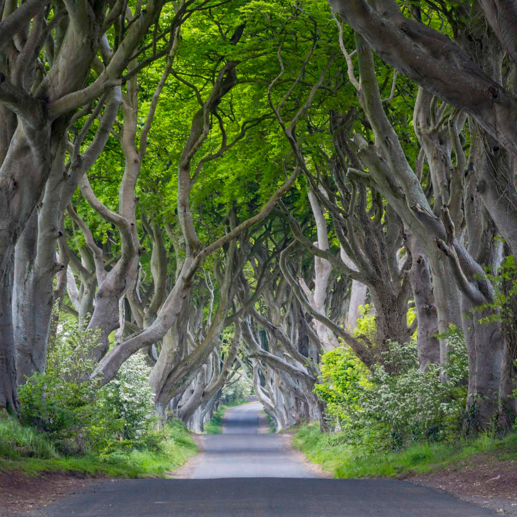 Famous Forests And Jungles Wall Art | Prints, Framed Prints And Multi ...