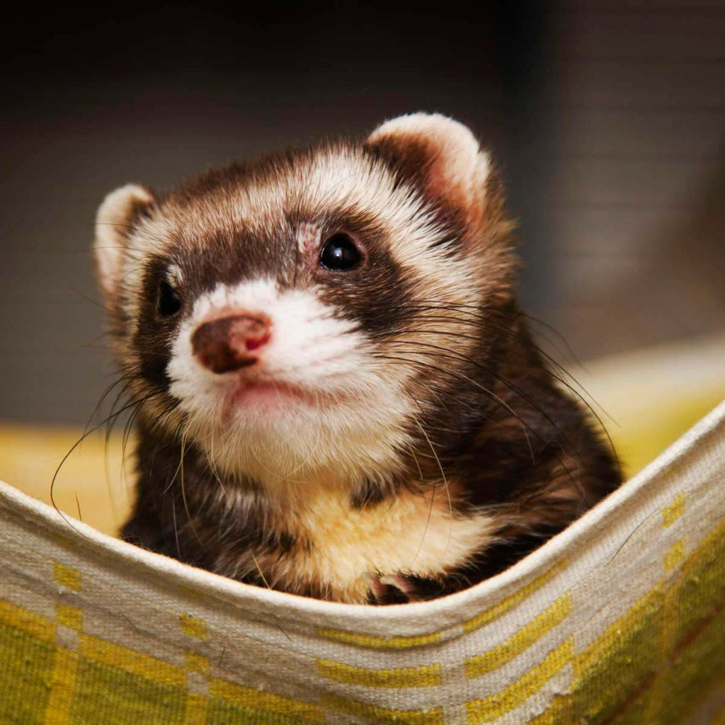 Ferret Wall Art | Prints, Framed Prints And Multi Panel Art