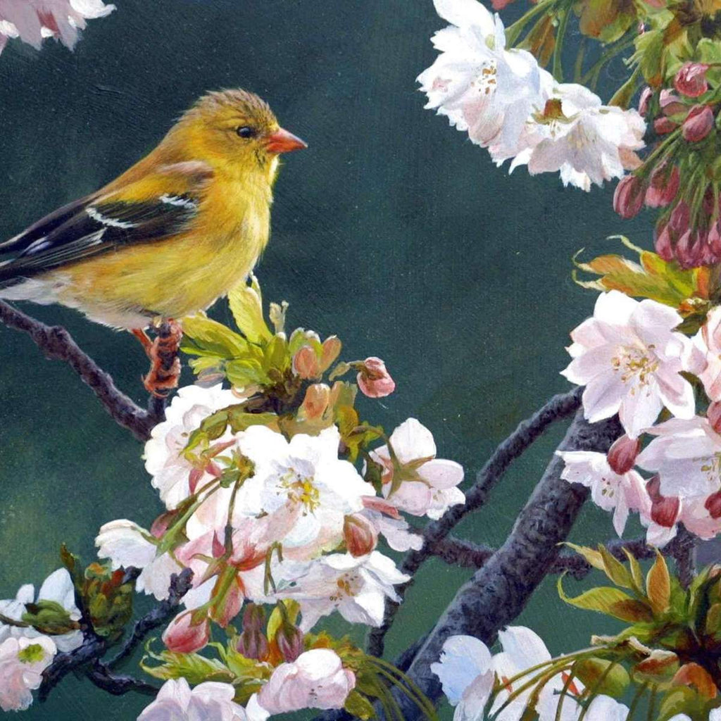 Finch Wall Art | Prints, Framed Prints And Multi Panel Art