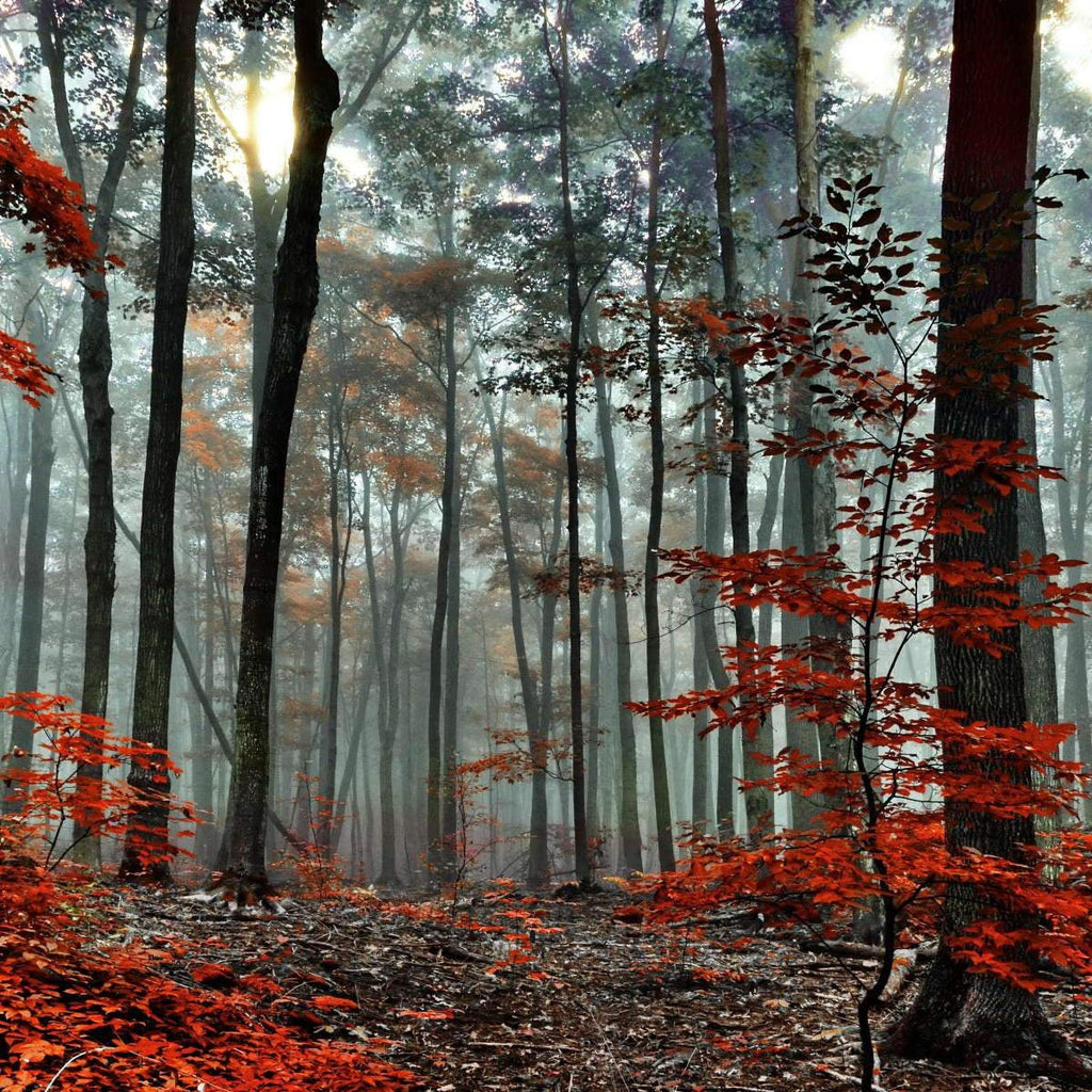 Forest Trees Wall Art | Prints, Framed Prints And Multi Panel Art