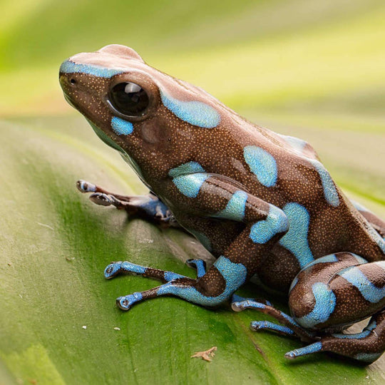 Flower Froggie Wall art by Dean Russo | Elephant Stock