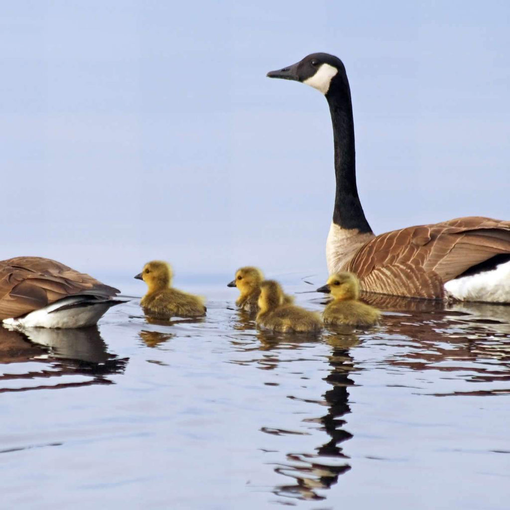 Geese Wall Art | Prints, Framed Prints And Multi Panel Art