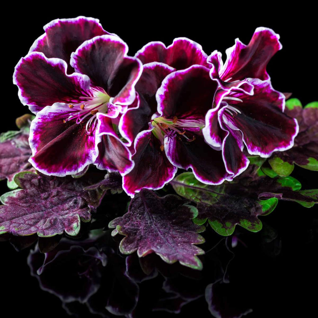 Geranium Wall Art | Prints, Framed Prints And Multi Panel Art