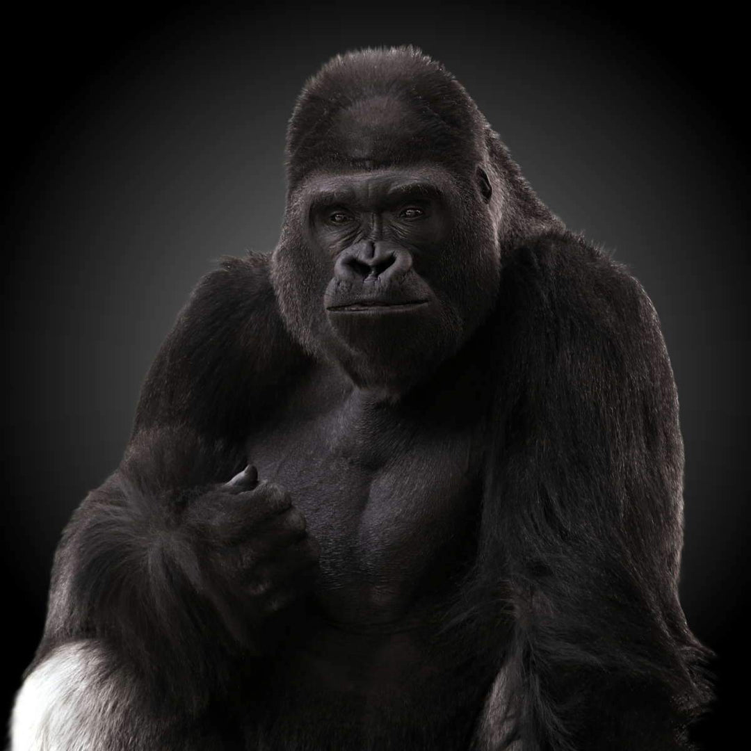 Thunder Gorilla Wall art by Zenzdesign | Elephant Stock