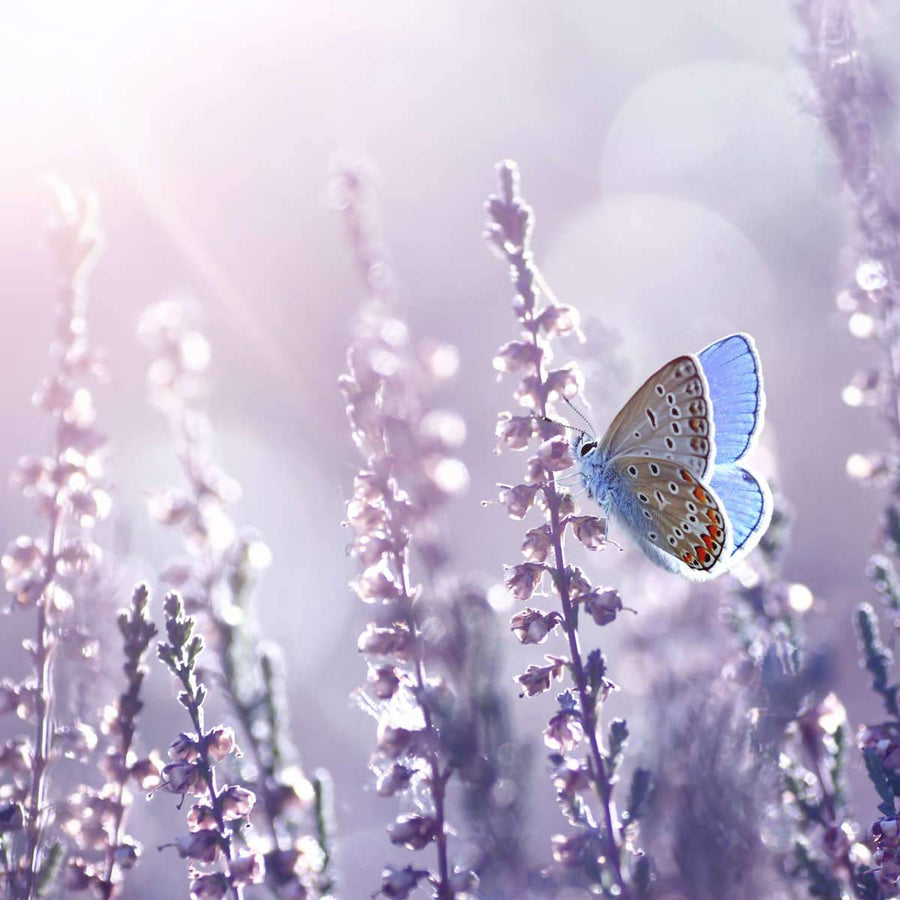 British Algae - Cyanotype Impressions II Wall art | Elephant Stock