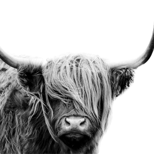 Handsome Highland Cow Wall art | Elephant Stock
