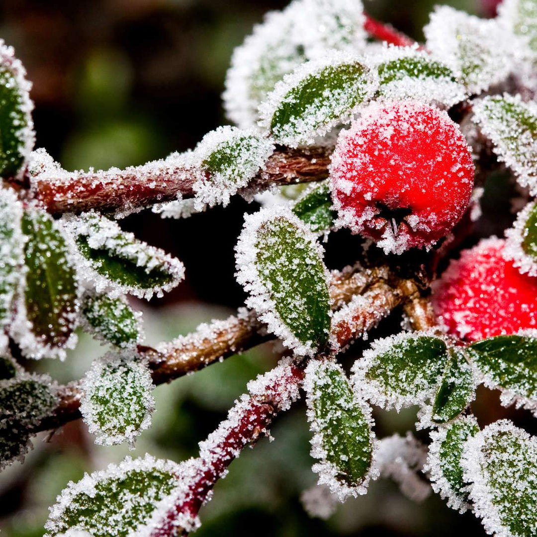 Future Dusk Florals I Wall art by Albert Koetsier | Elephant Stock