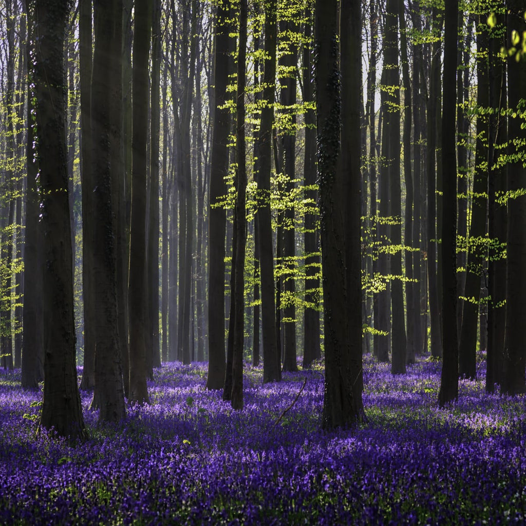 Hyacinth Wall Art | Prints, Framed Prints And Multi Panel Art