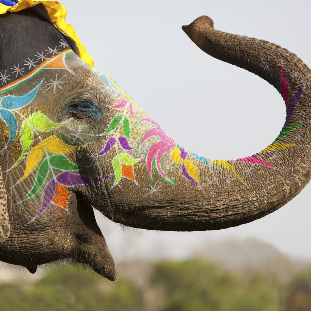 Indian Elephant Wall Art | Prints, Framed Prints And Multi Panel Art