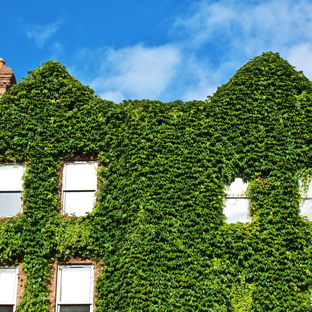 Ivy Wall Art | Prints, Framed Prints And Multi Panel Art