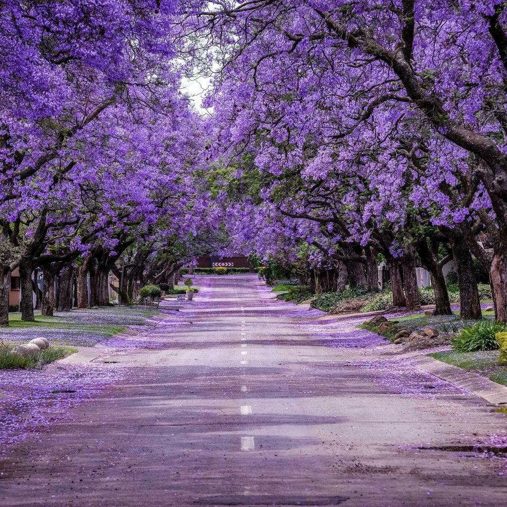 Jacaranda Tree Wall Art | Prints, Framed Prints And Multi Panel Art