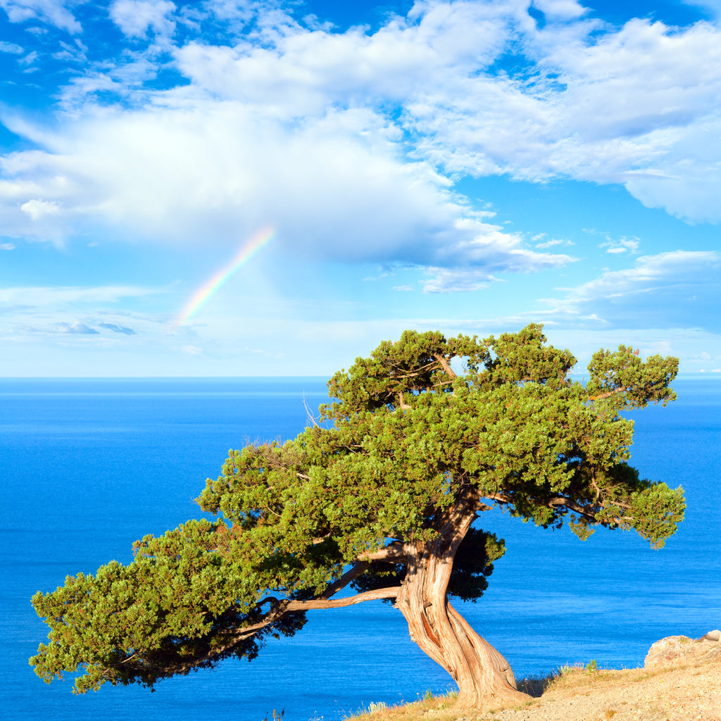 Juniper Wall Art | Prints, Framed Prints And Multi Panel Art