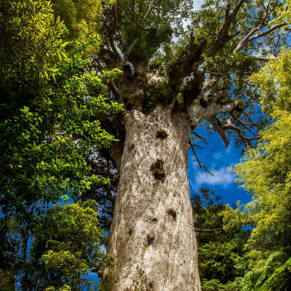 Kauri Tree Wall Art | Prints, Framed Prints And Multi Panel Art