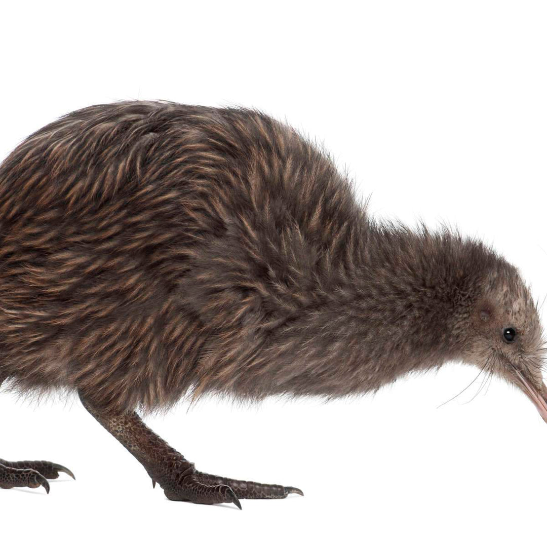 On The Fence Red Shouldered Hawk Wall art by Jai Johnson | Elephant Stock