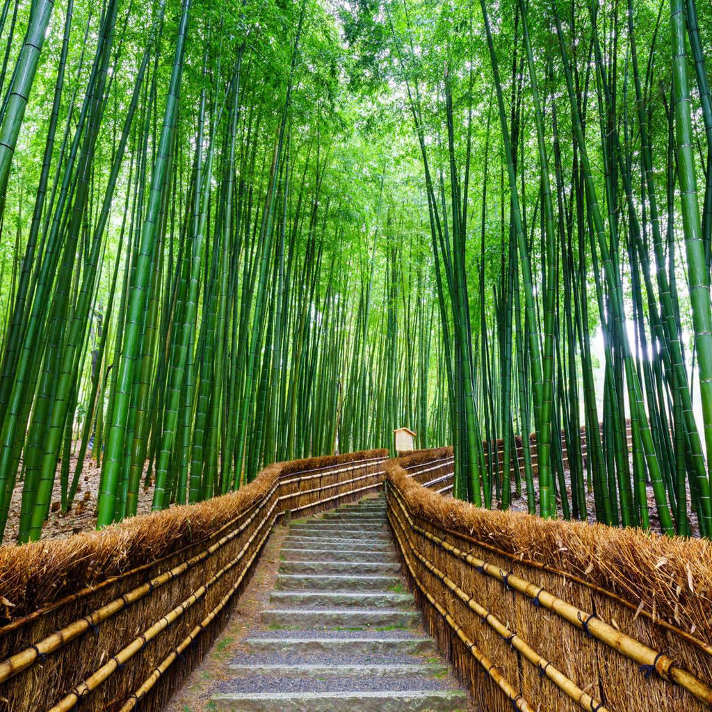 Kyoto Wall Art | Prints, Framed Prints And Multi Panel Art