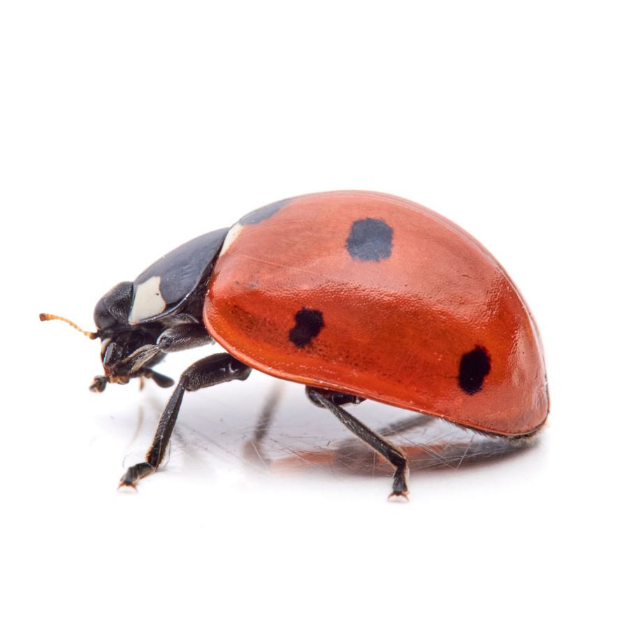 Ladybug Wall Art | Prints, Framed Prints And Multi Panel Art