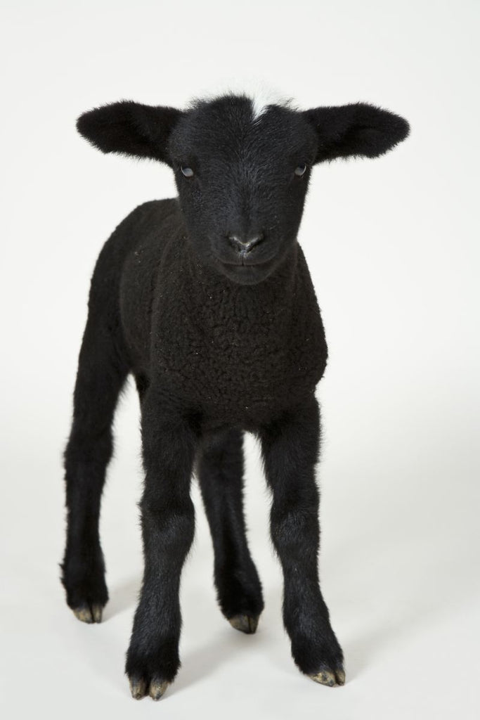 Lamb Wall Art | Prints, Framed Prints And Multi Panel Art