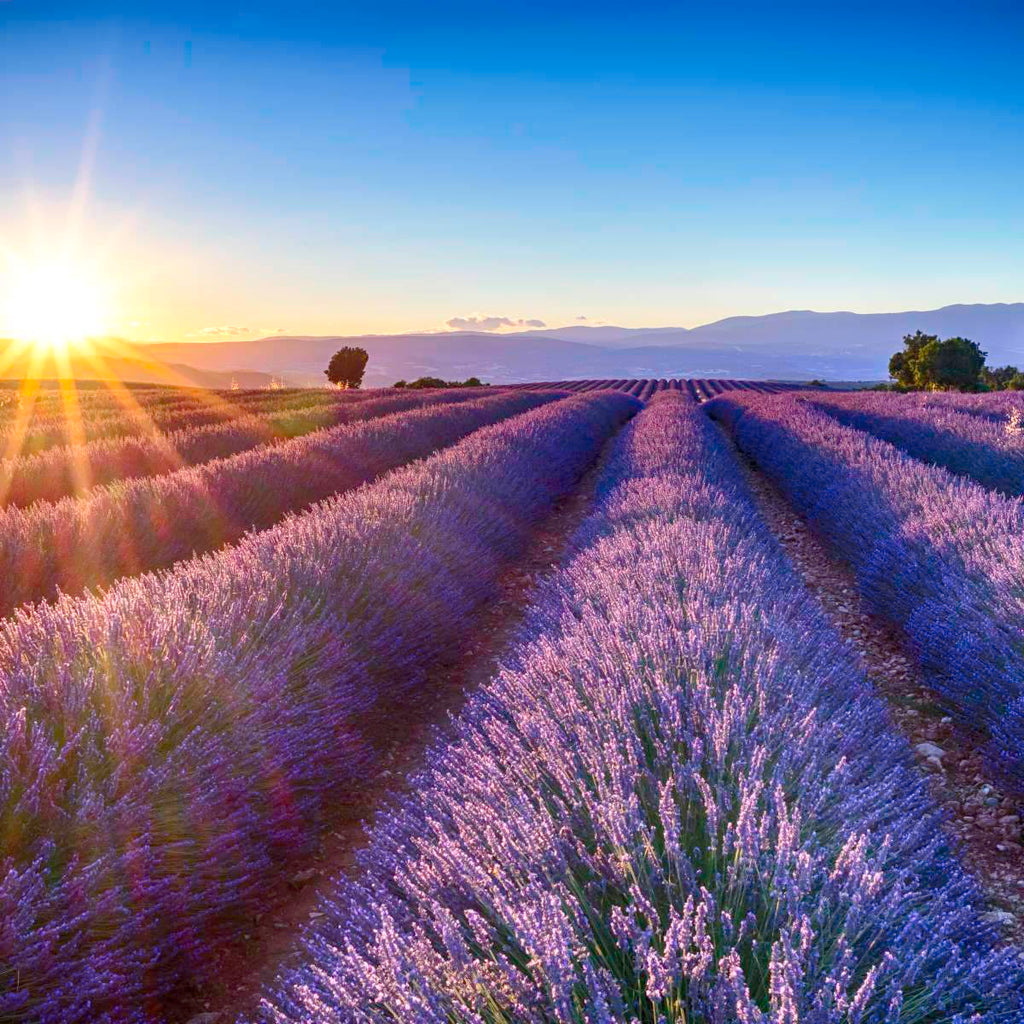 Lavender Field Wall Art | Prints, Framed Prints And Multi Panel Art